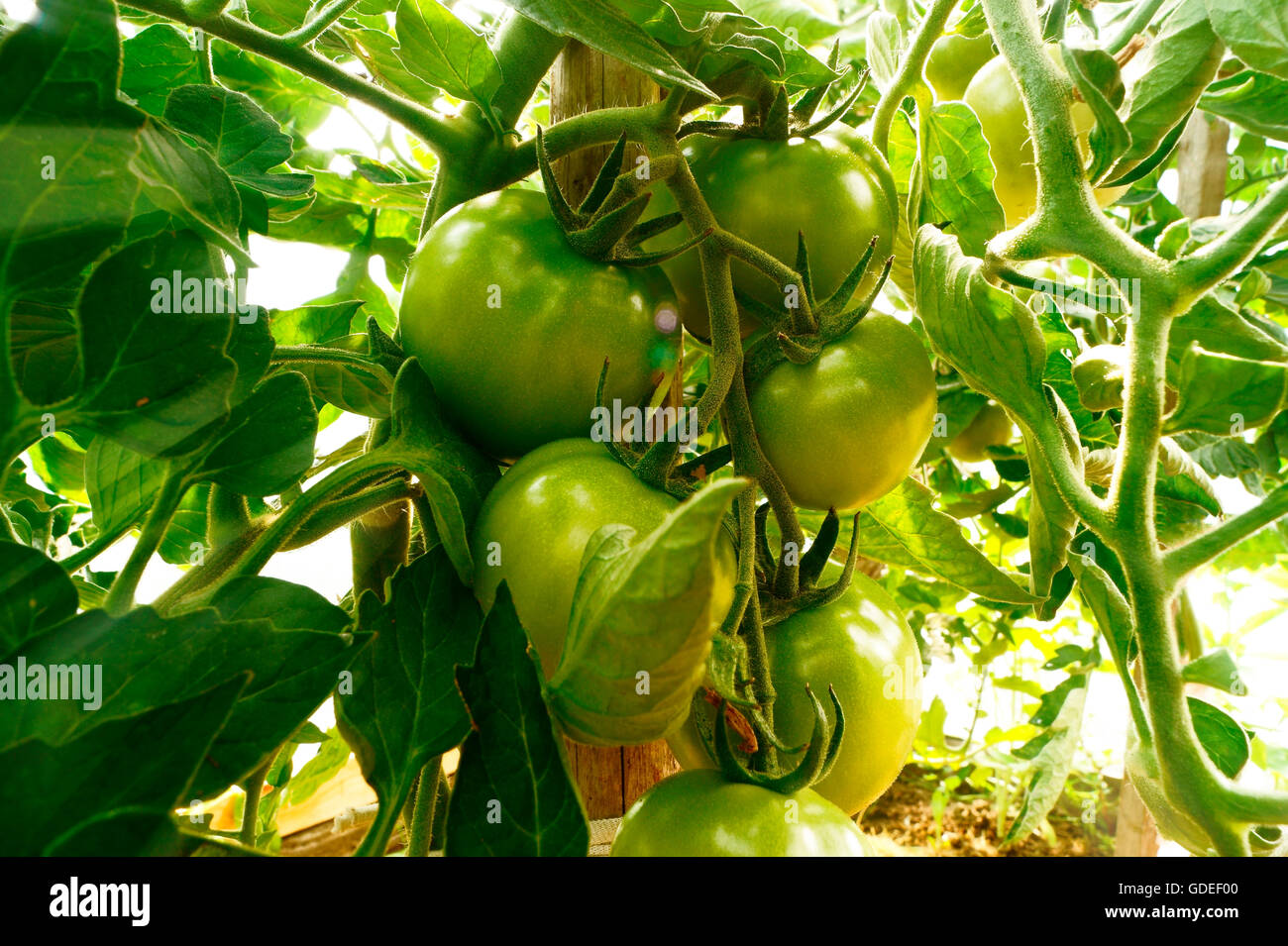 Tomatoes hanging on tree hi-res stock photography and images - Alamy