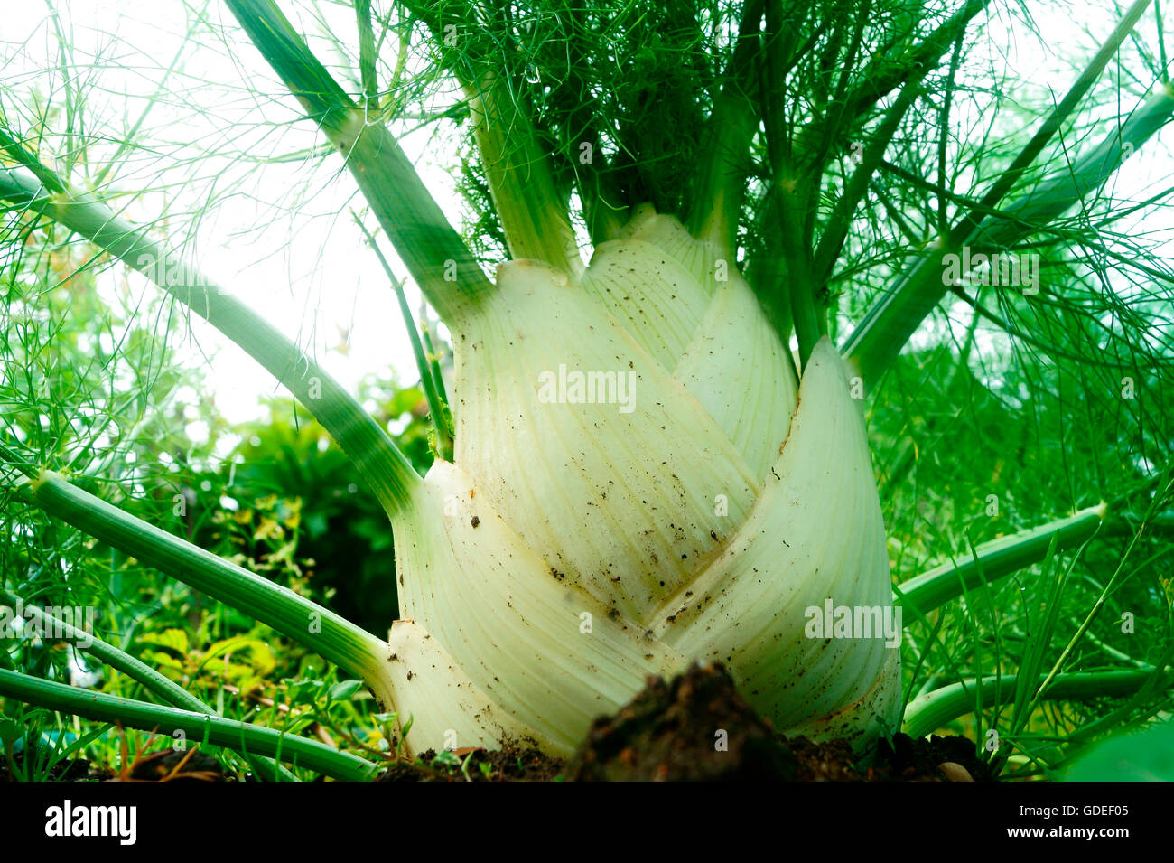 Fennel - Foeniculum vulgare in kittchen garden Stock Photo - Alamy
