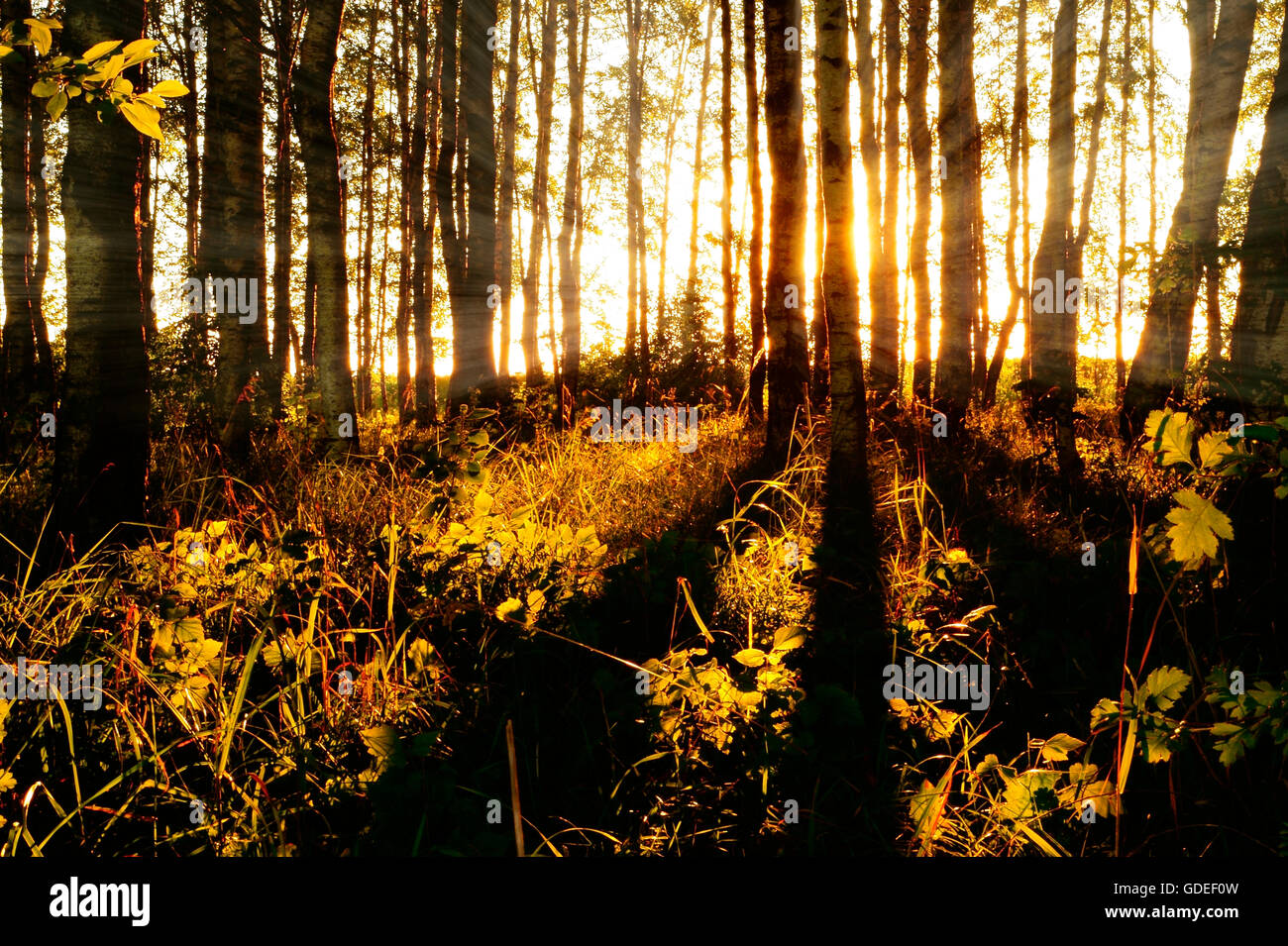 Beautiful nature at evening in the summer forest on the sunset ...