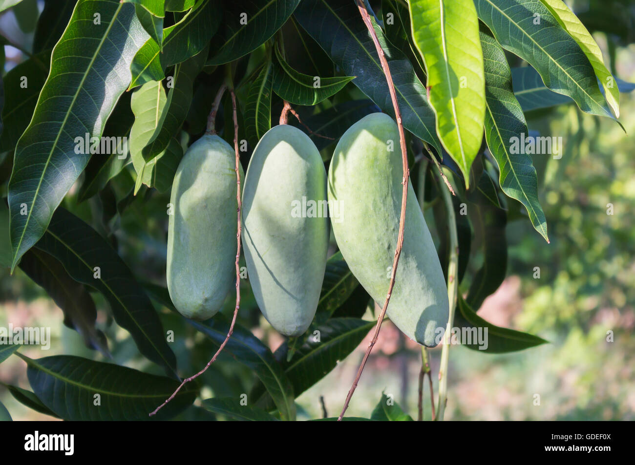 Fresh mango fruit tree with garden view background Stock Photo - Alamy