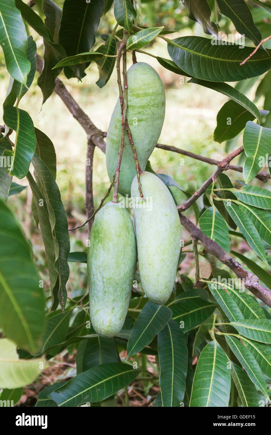 Fresh mango fruit tree with garden view background Stock Photo - Alamy