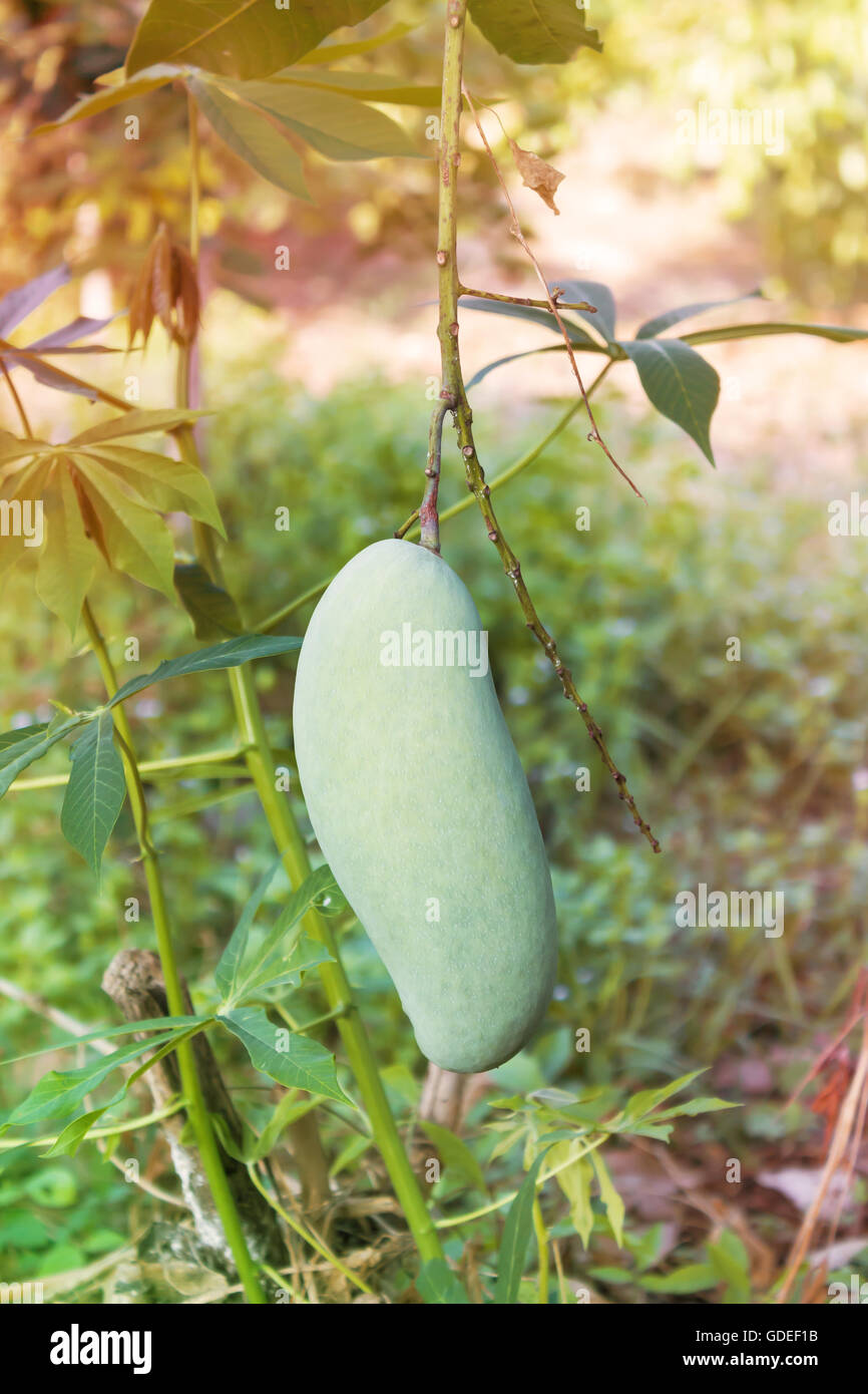 Fresh mango fruit tree with tropical garden view background Stock Photo ...