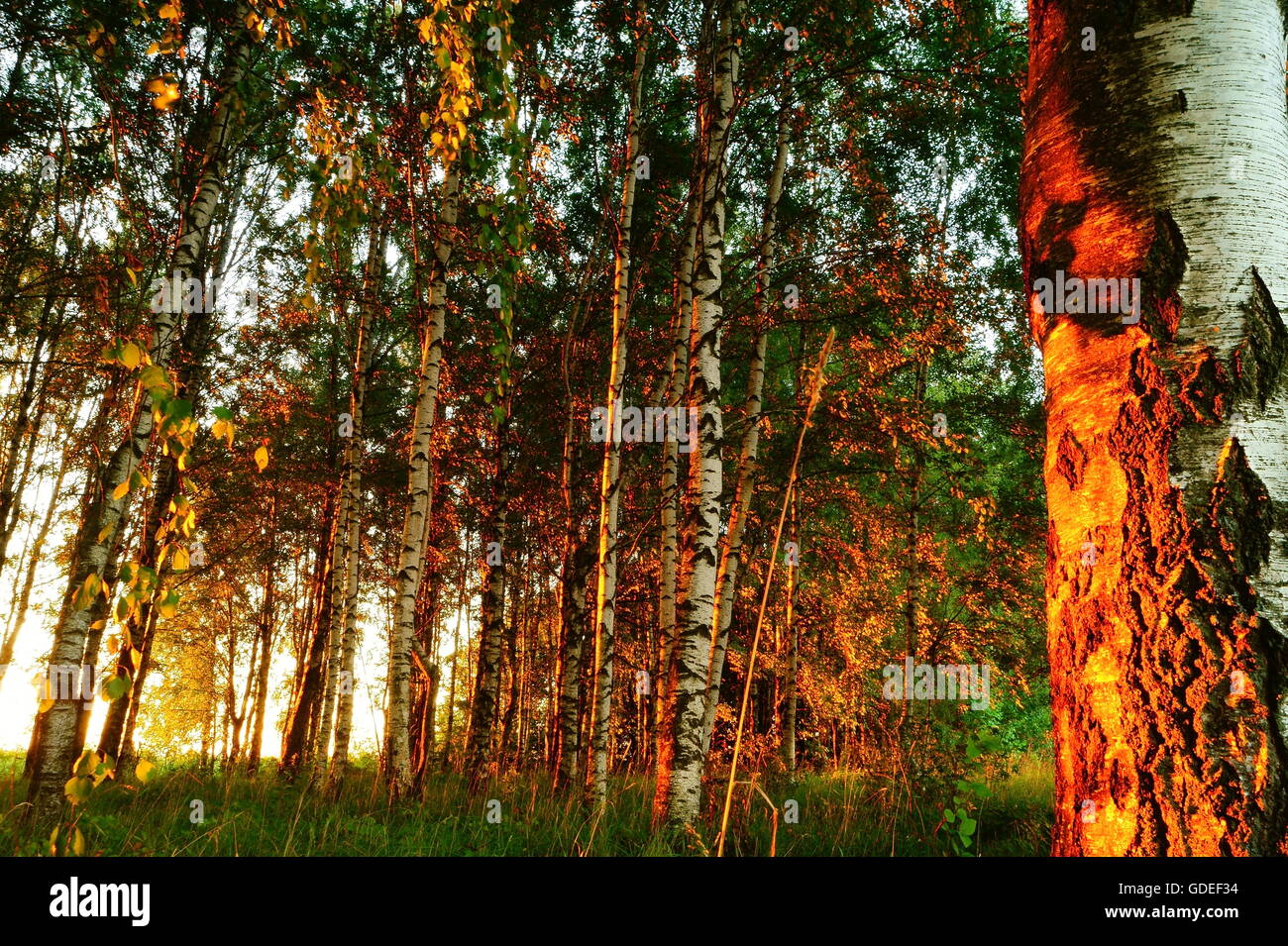 Beautiful nature at evening in the summer forest on the sunset ...