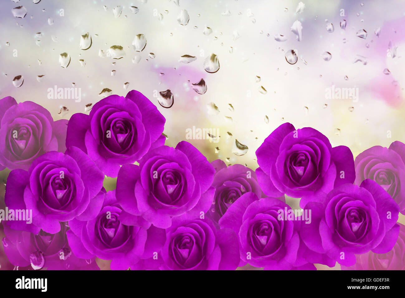 Group of violet and purple roses arragement on water drop romantic ...