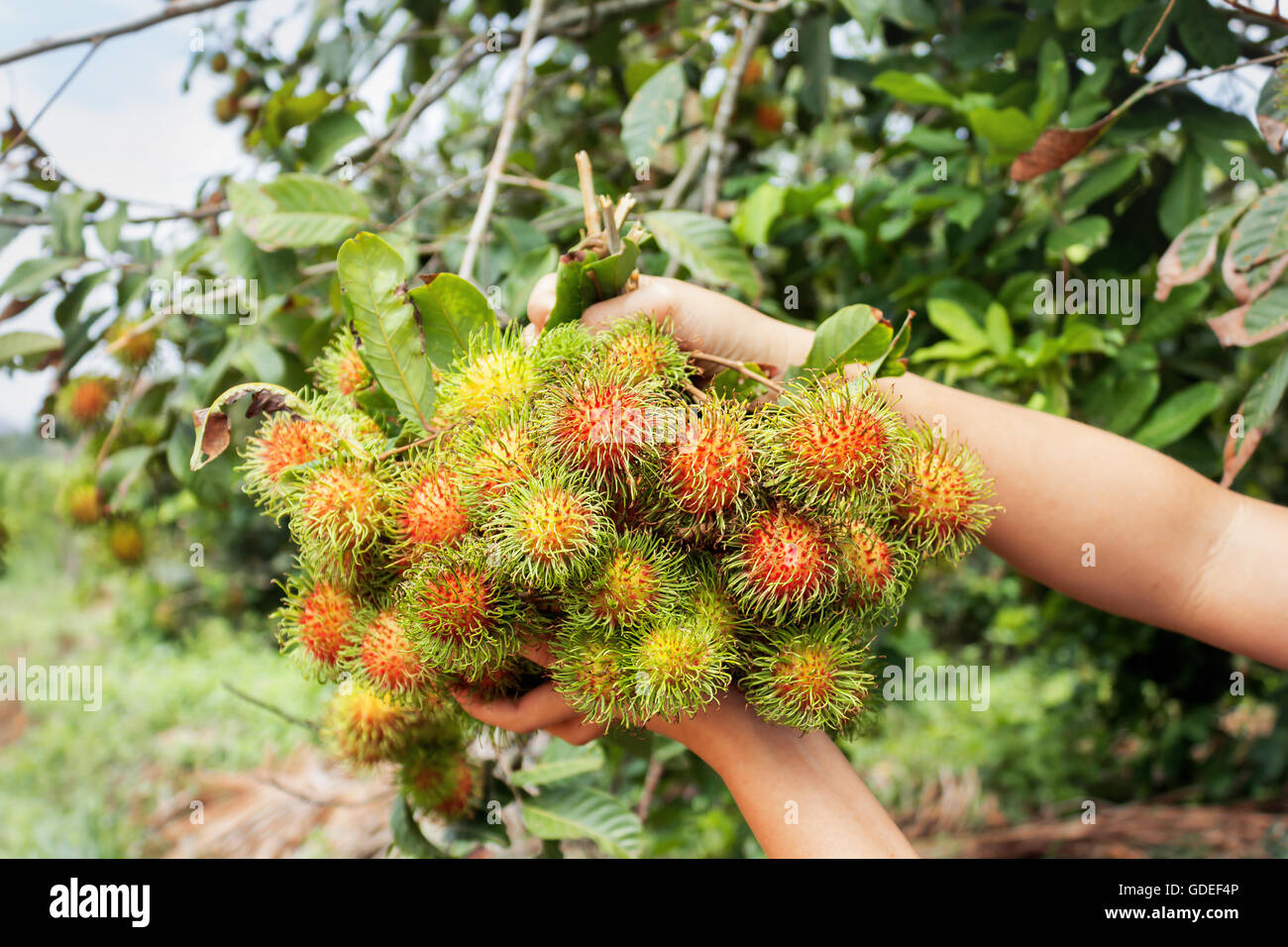 Rambutan tree hi-res stock photography and images - Alamy