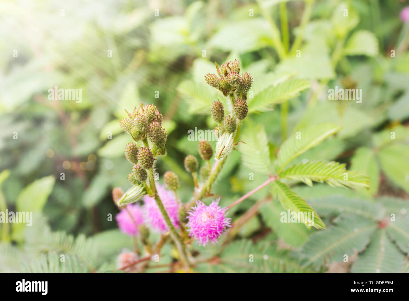 Soft nature greenery background of mimosa bud flowers on green grass leaf and bokeh with ray ...