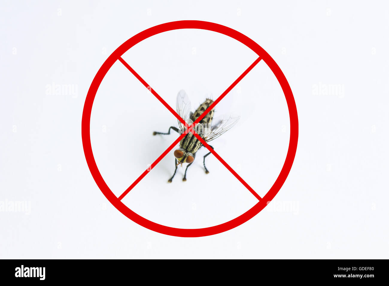 Fly or housefly and red stop sign for beware concept, Fly or housefly ...