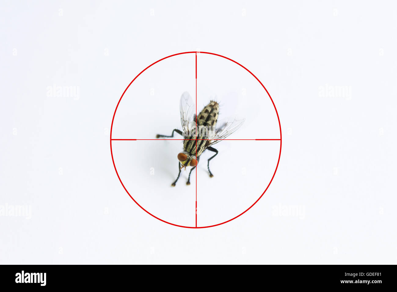 Fly or housefly and red target sign for elimination concept, Fly or ...