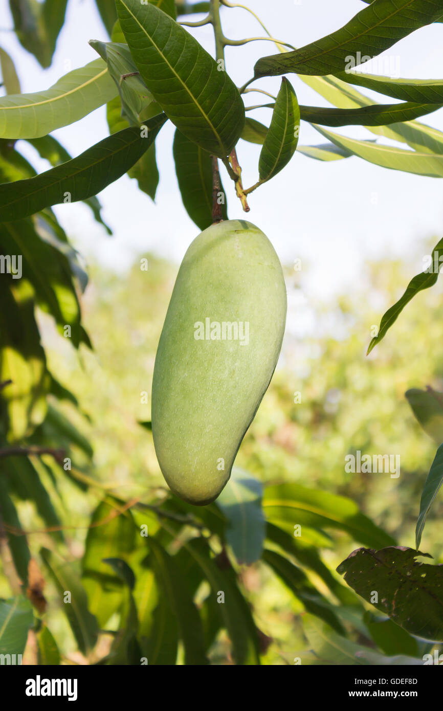 Fresh Mango Fruit Wallpaper