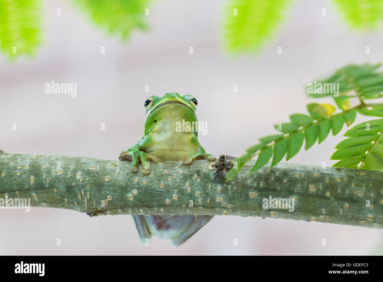 Green Tree Frog Stock Photo - Alamy