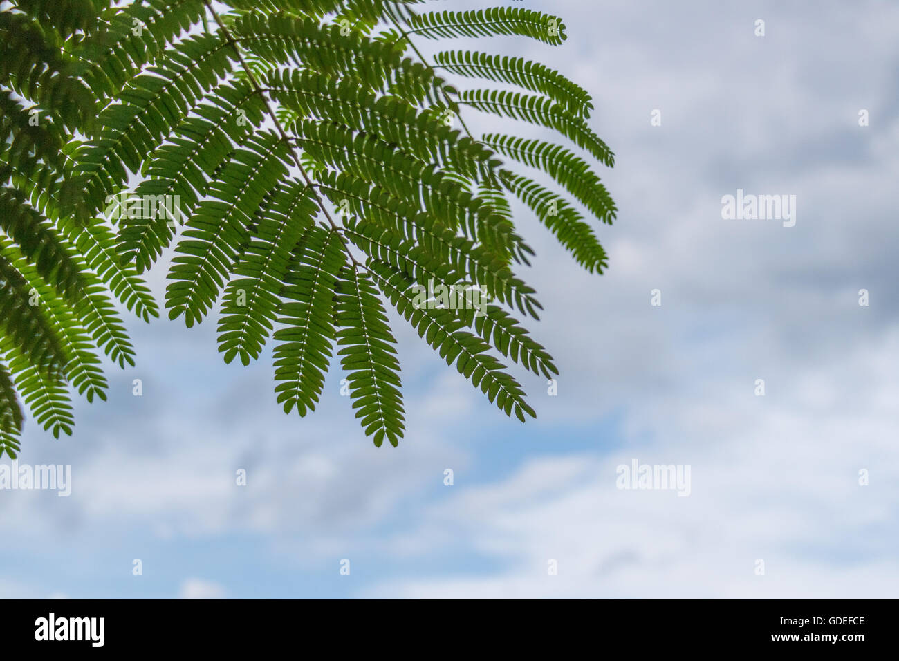 Green Mimosa tree branch with sky in background Stock Photo - Alamy