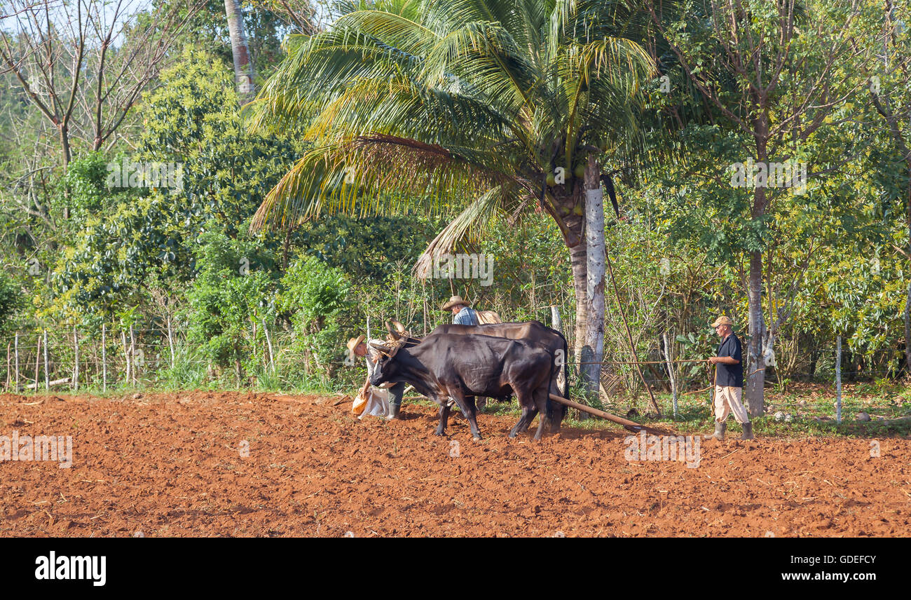 Working ox hi-res stock photography and images - Alamy