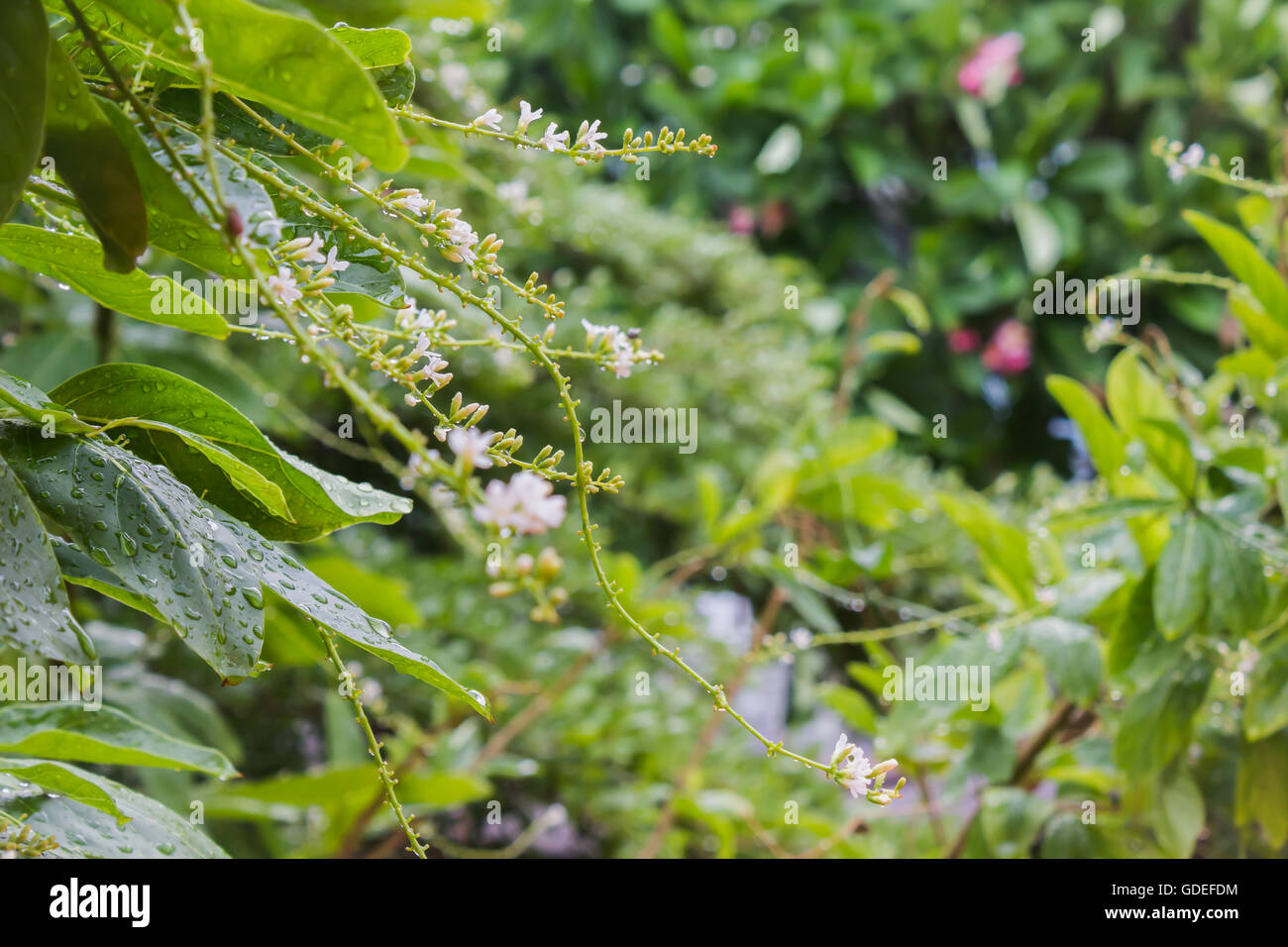 Rain Falls On Bushes