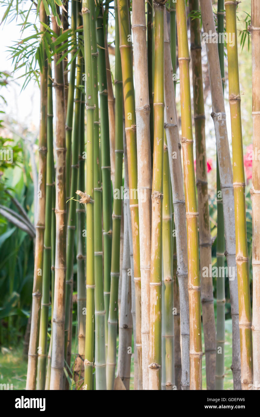 Bamboo tree background in garden Stock Photo - Alamy