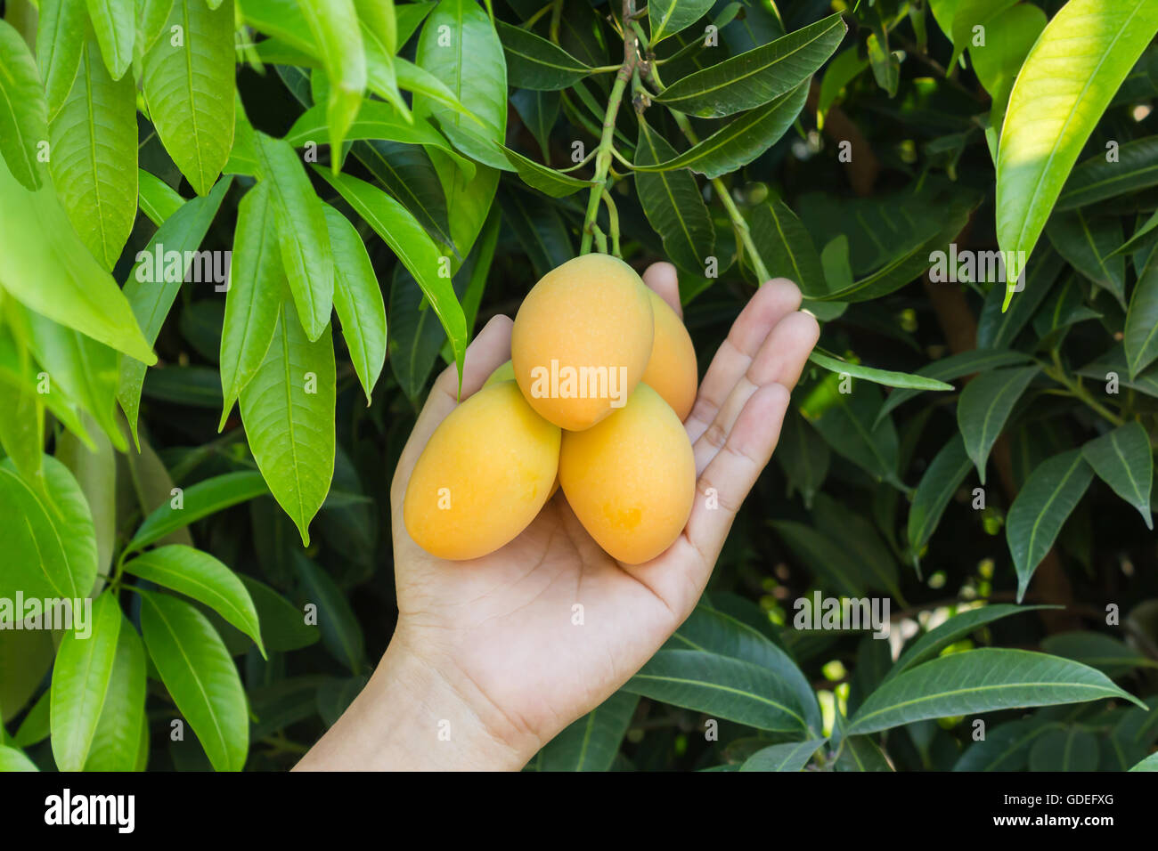 Under mango tree hi-res stock photography and images - Alamy