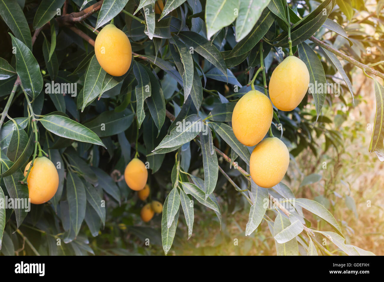 Mango plum fruits on tree in garden view background Stock Photo - Alamy
