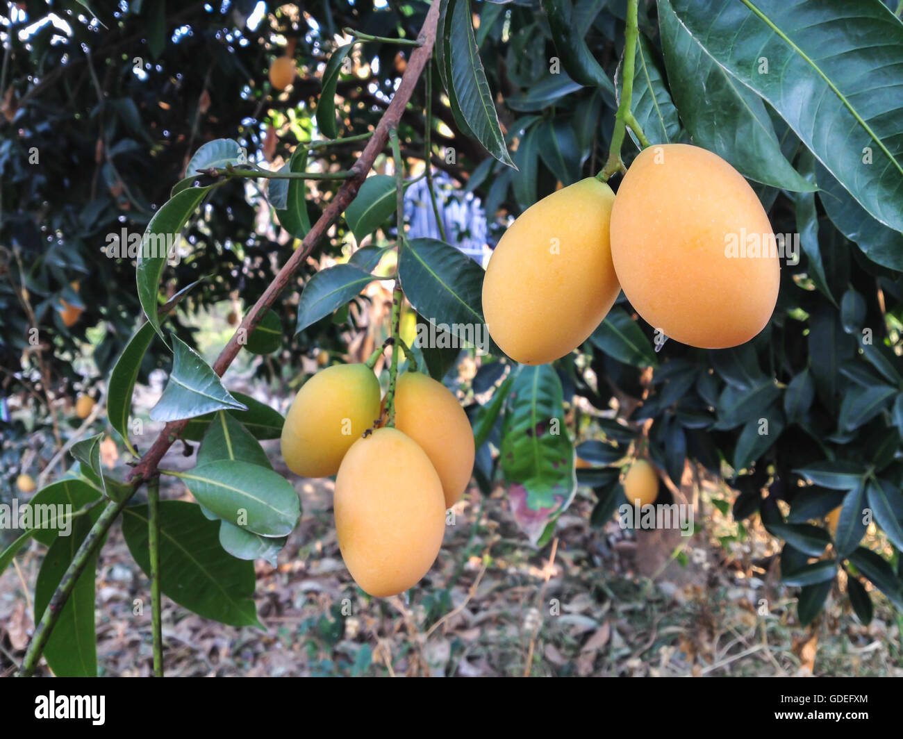 Bunch of mango plum fruit under tree in tropical graden background and ...