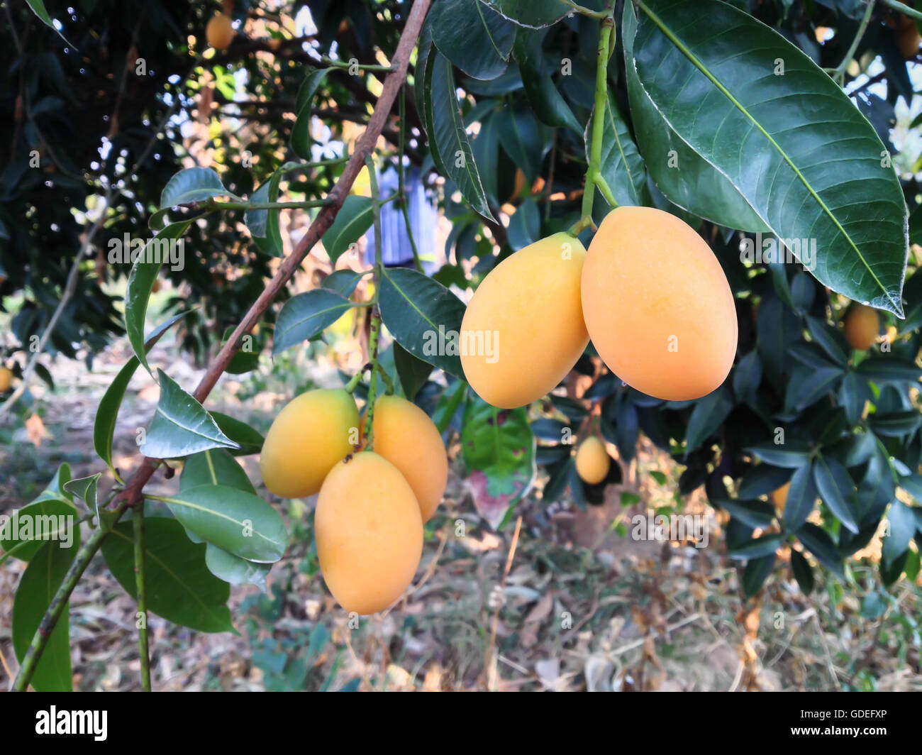 Bunch of mango plum or Gandaria fruit on tree with tropical garden ...