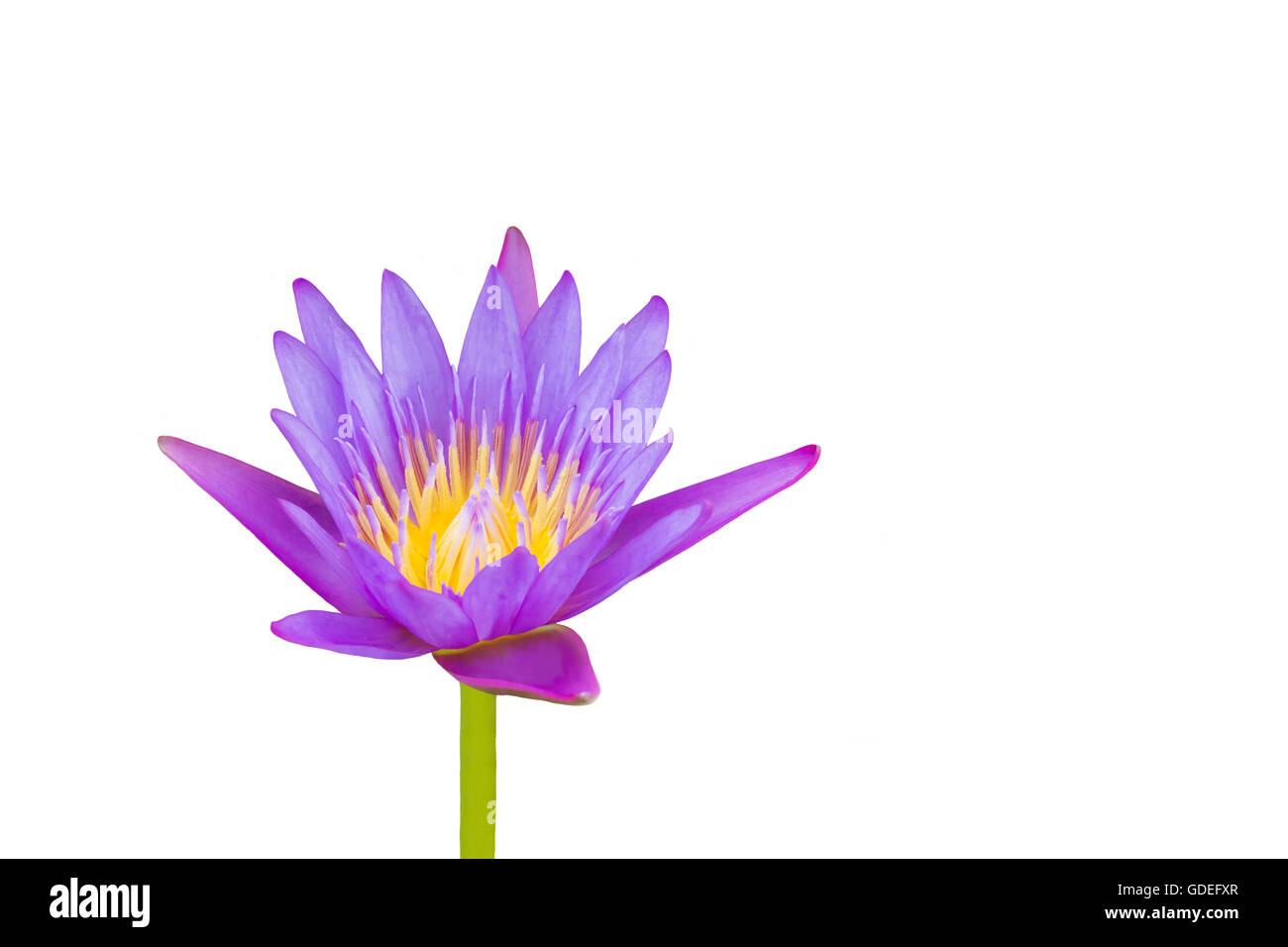 Isolated beautiful violet purple dreamy lotus flower on white (White ...
