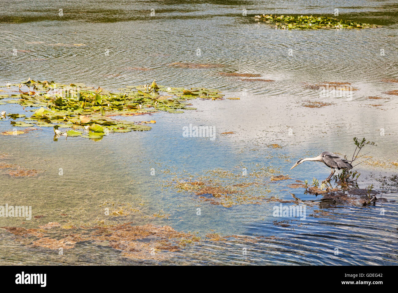 Crane looking for fish at Bosherston Lily Ponds, Stackpole Estate ...