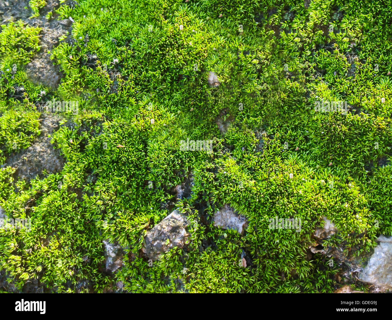 Ground covered by fresh green moss plant for abstract background Stock ...