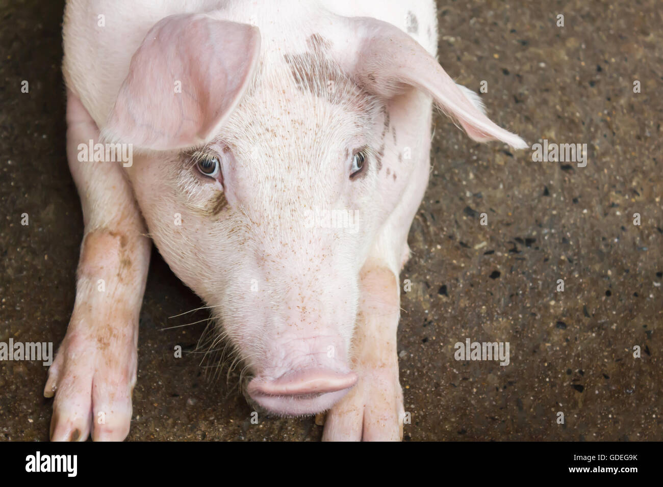 Close up pig lay down on the floor in hovel farm Stock Photo - Alamy