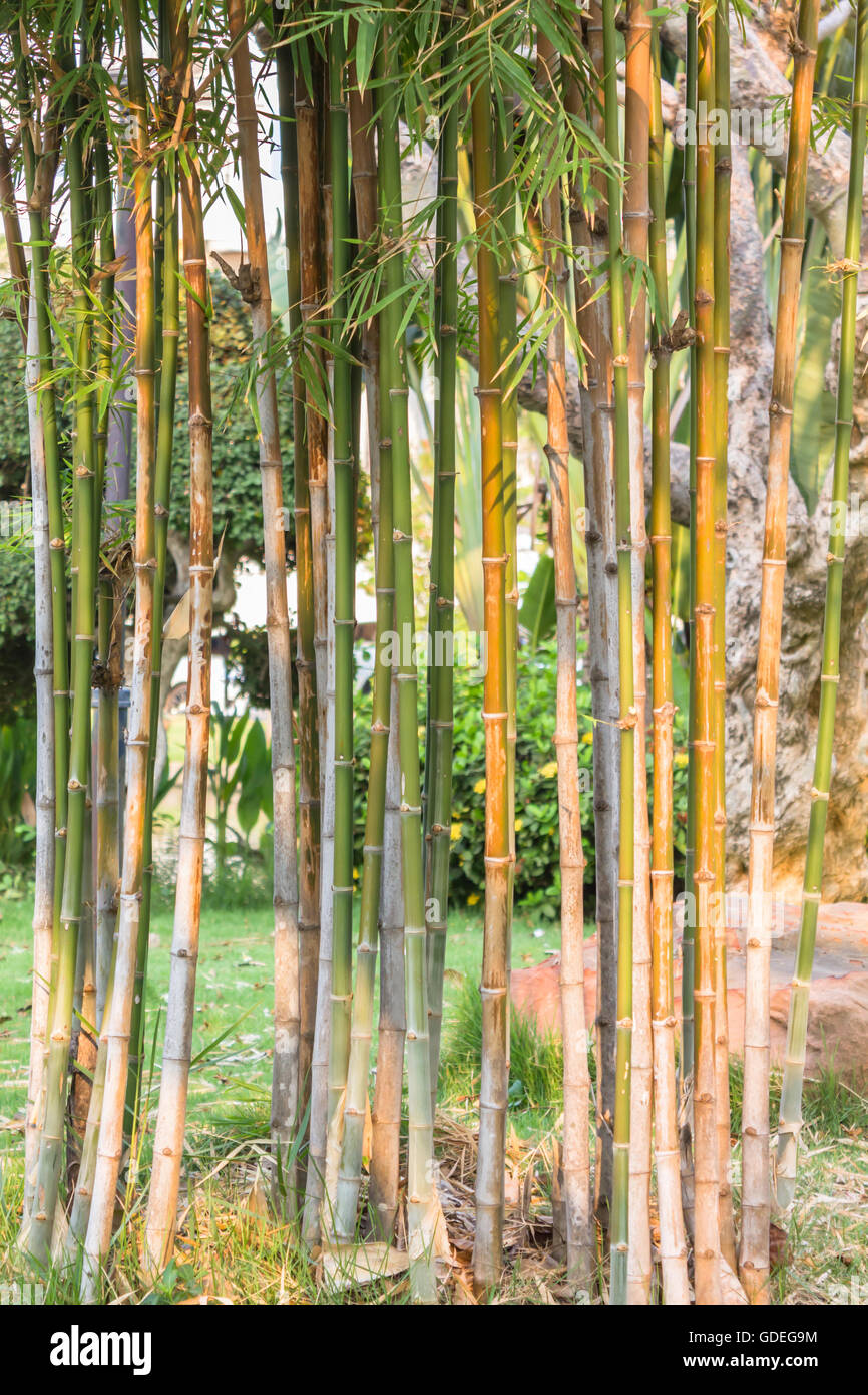 Bamboo tree background in garden Stock Photo - Alamy