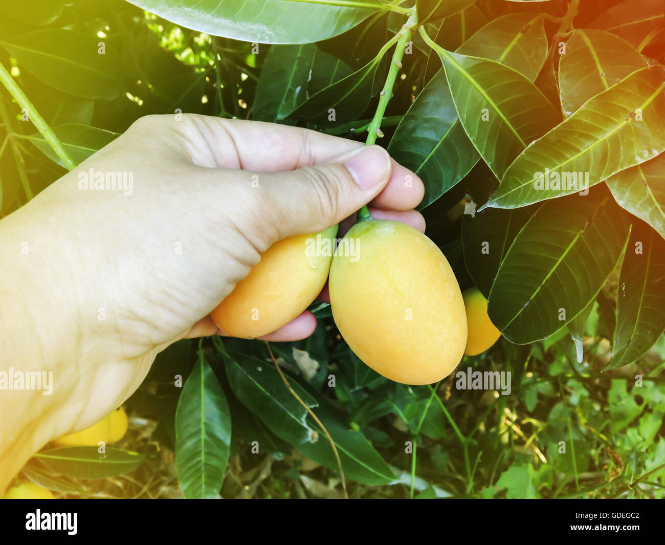 Hand pick mango plum fruit from tree in tropical garden Stock Photo - Alamy