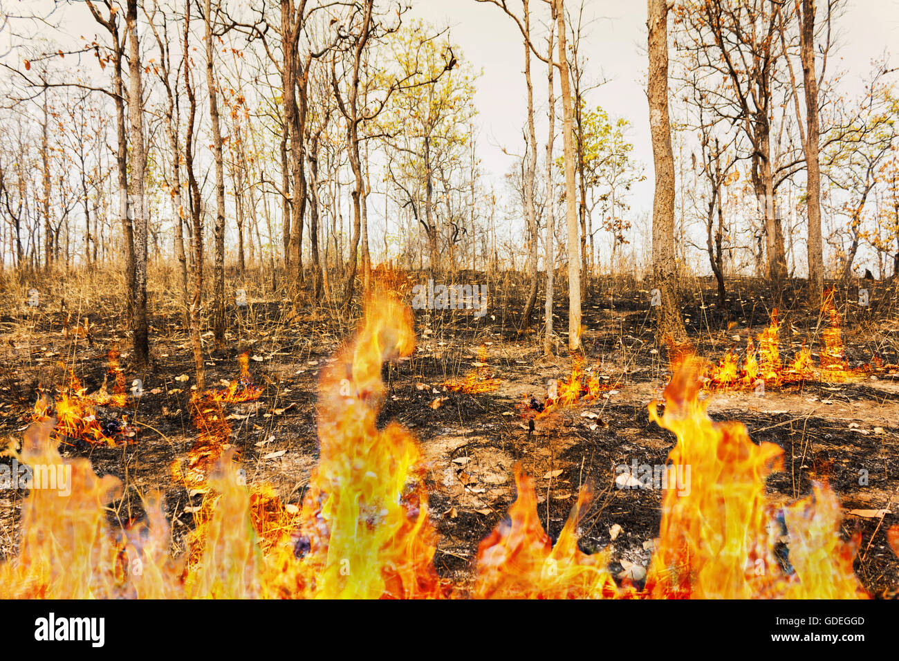 Wildfire at forest, burnt tree in flame Stock Photo - Alamy