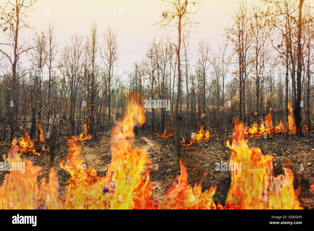 Wildfire at forest, burnt tree in flame Stock Photo - Alamy