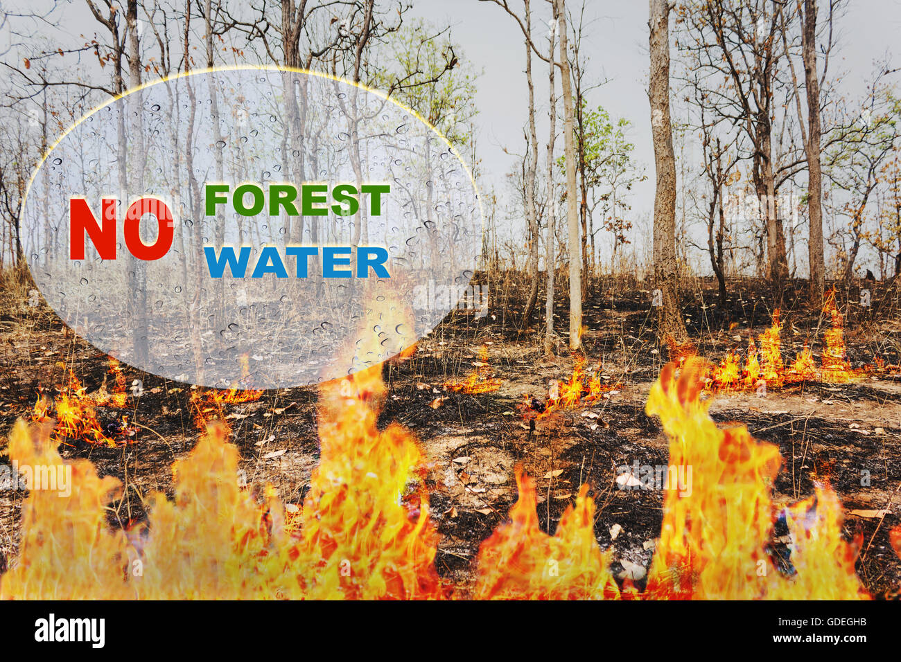 Text no forest no water on burnt tree or wildfire background Stock ...