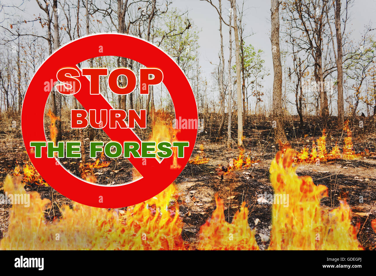 Text stop burn the forest on red stop sign with background of burnt ...