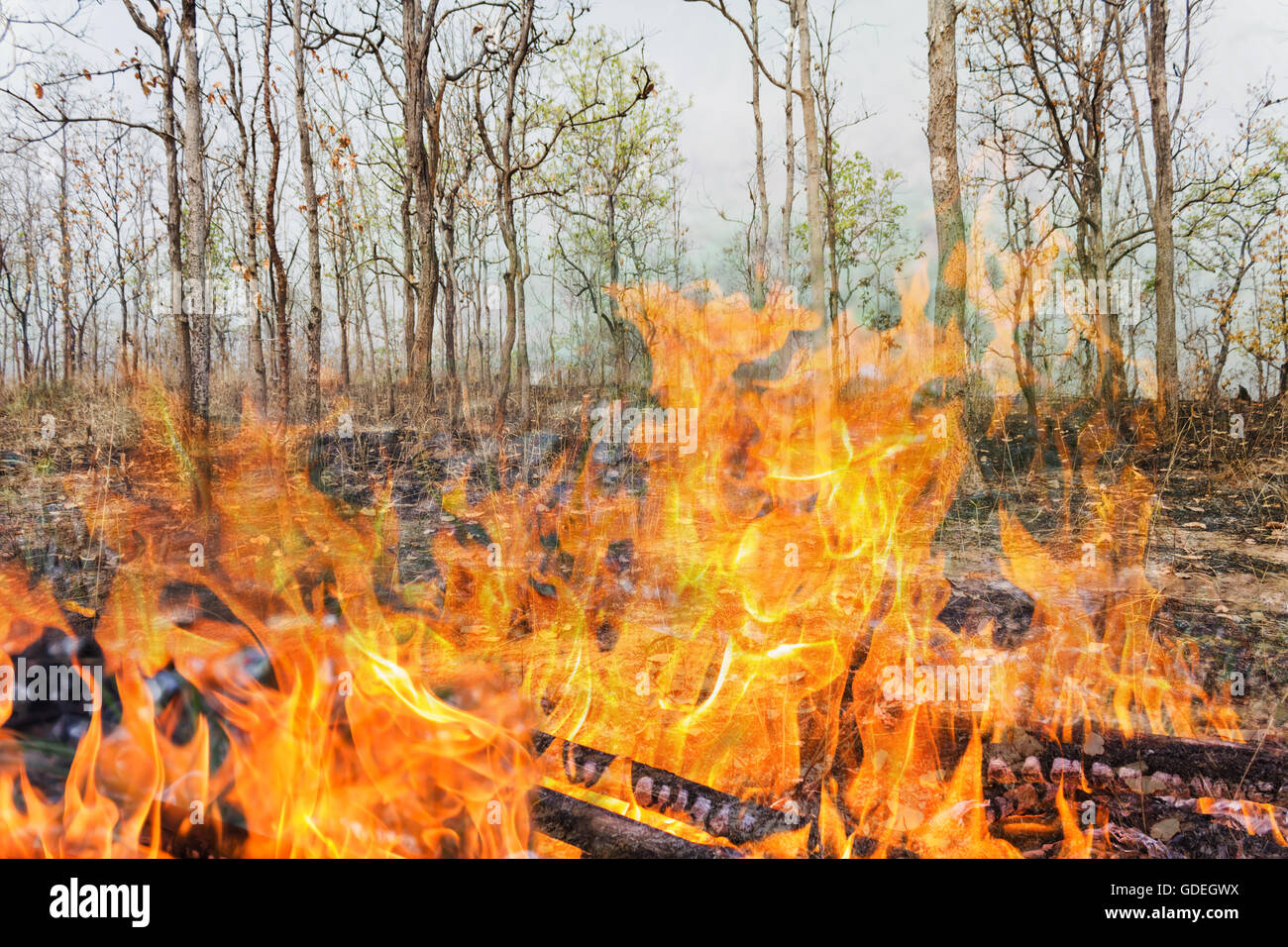 Wildfire at forest, burnt tree in flame Stock Photo - Alamy