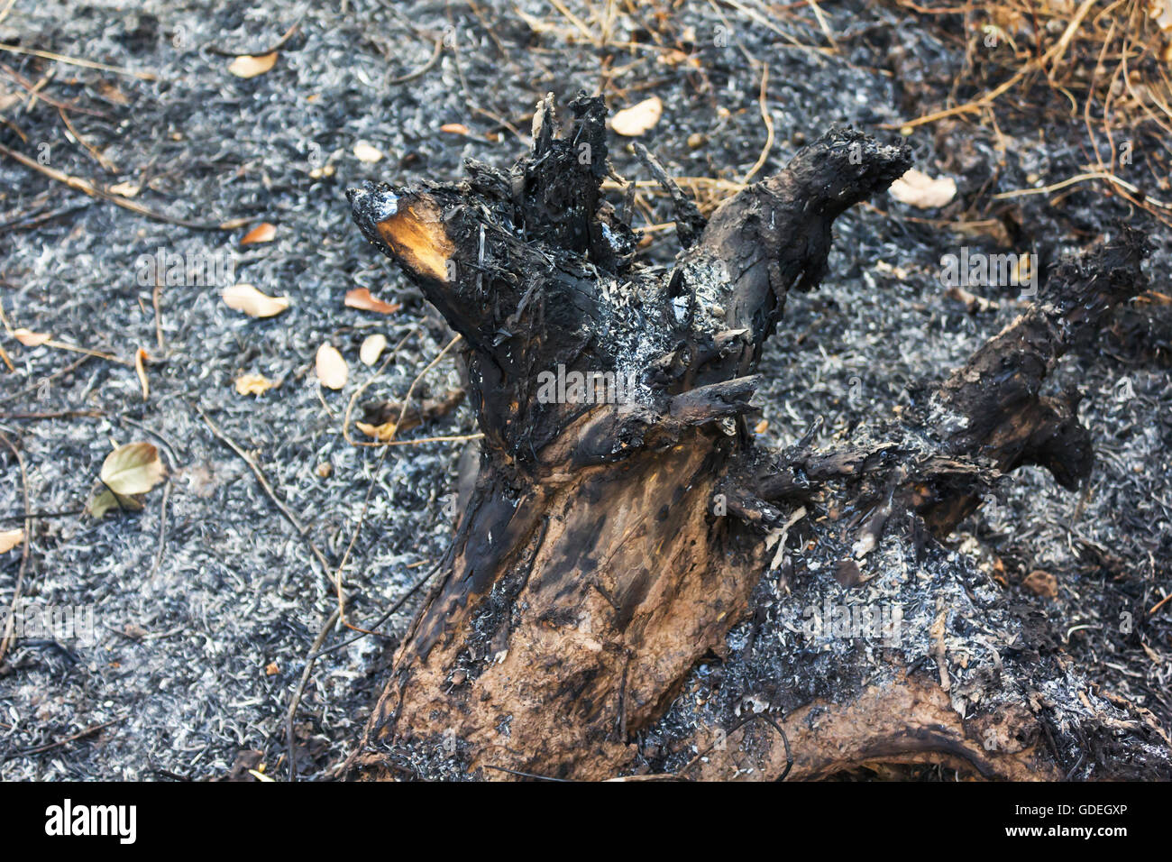 Tree stump burnt or ignite, forest burn concept Stock Photo - Alamy