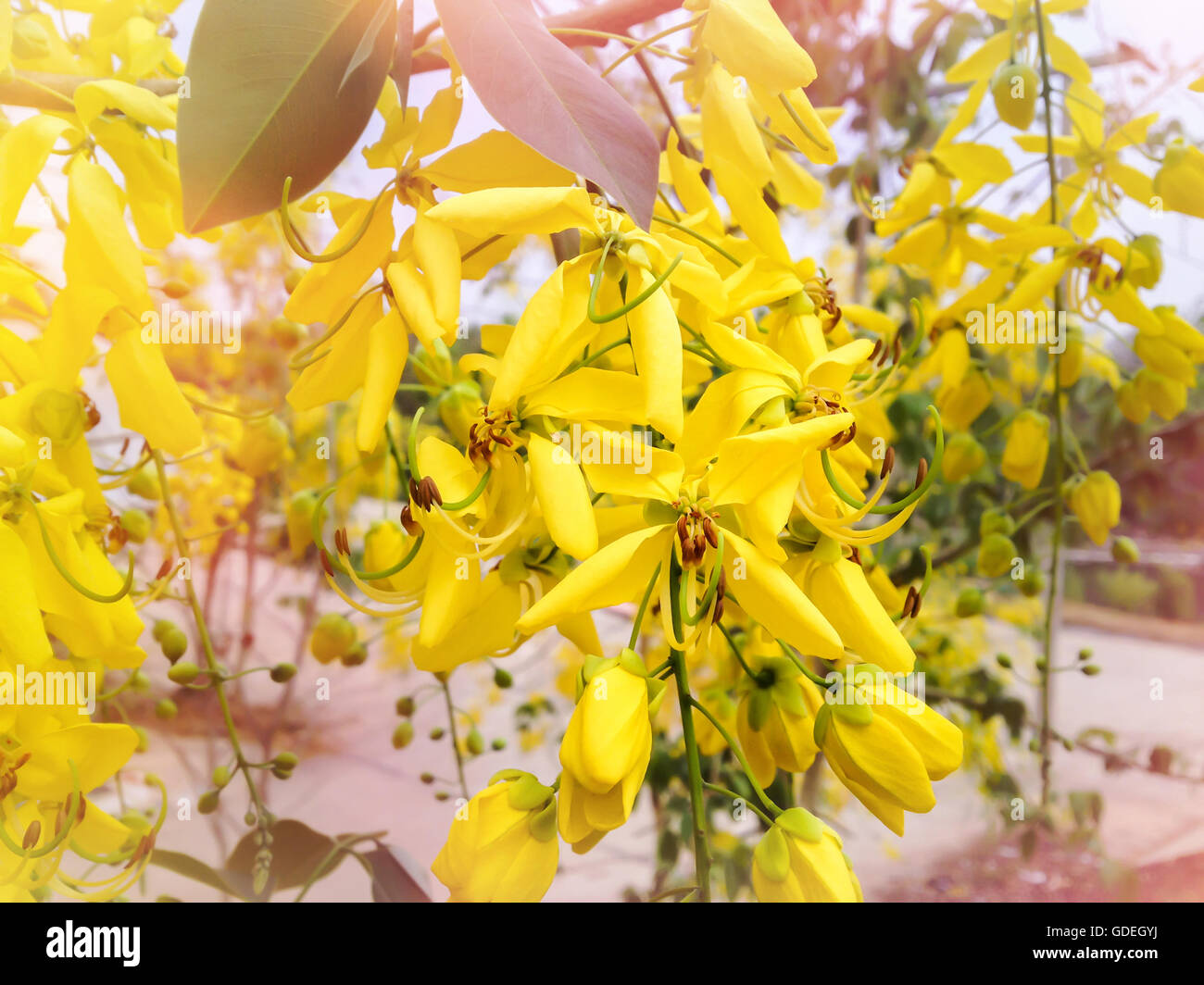 Flower Golden Shower Tree or Cassia fistula yellow bunch in nature Stock Photo - Alamy