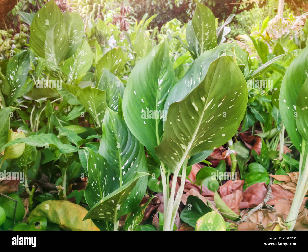 Green plant, big leaf tree in tropical nature garden Stock Photo - Alamy