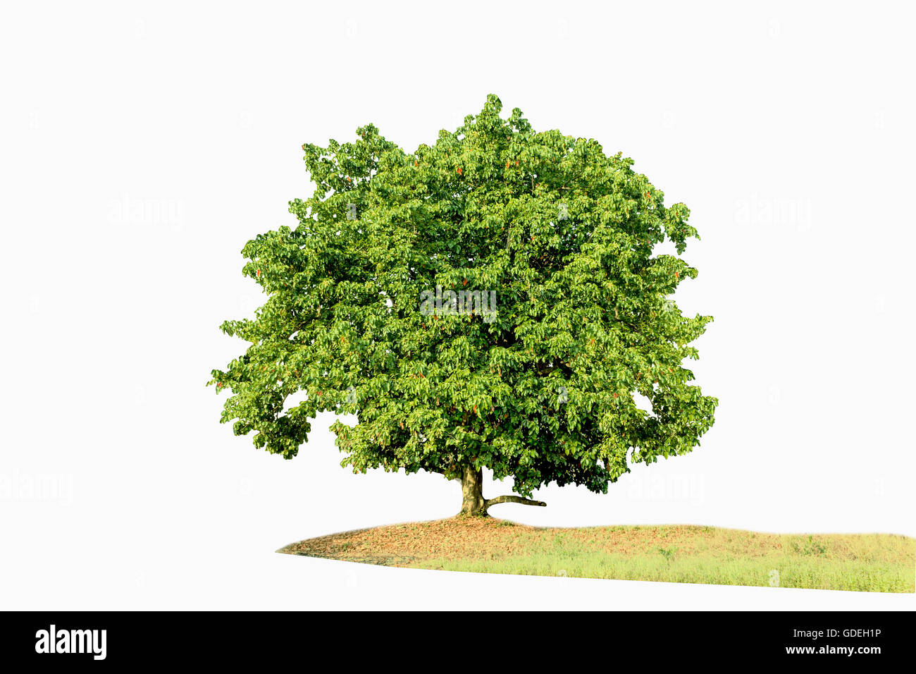 Isolated big santol tree on white background with clipping path Stock ...