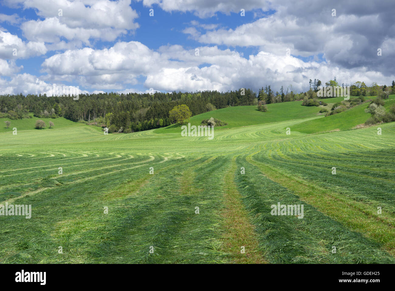 Mowed hi-res stock photography and images - Alamy