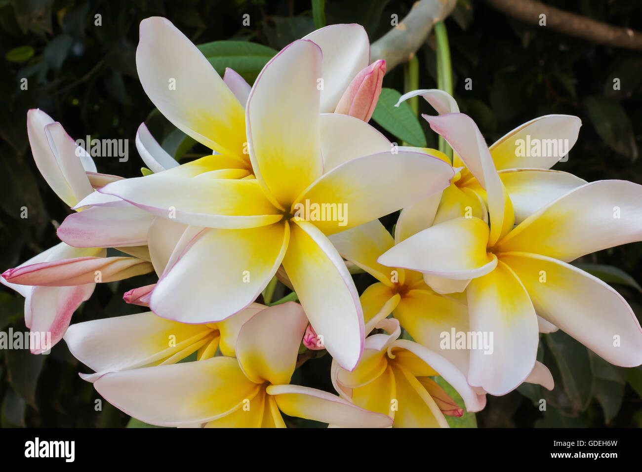 Beautiful sweet yellow flower plumeria or frangipani bunch on tree and ...