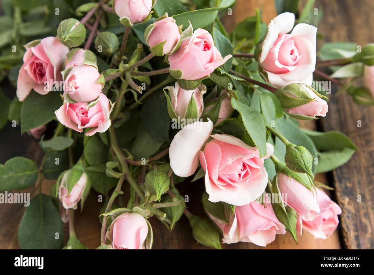 Bouquet of Pink Roses Buds on a Rustic Background of a Board Stock ...