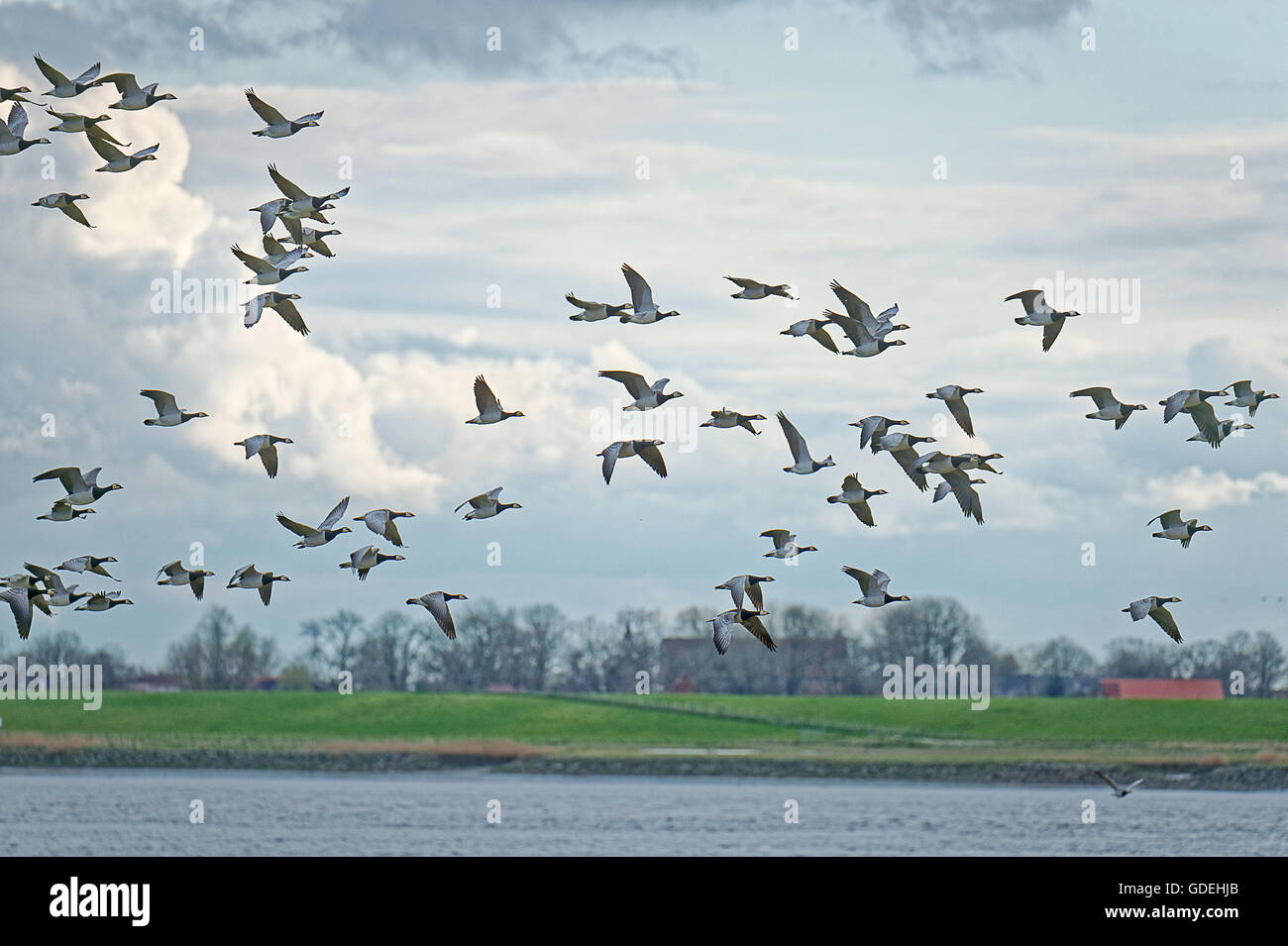 Flock of barnacle birds flying over river Ems, Oldersum, Lower Saxony ...