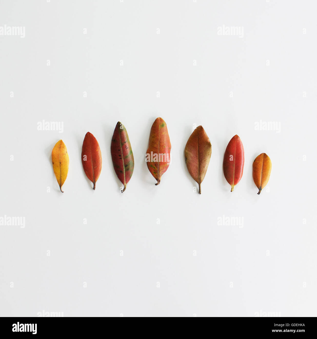Autumn leaves in a row Stock Photo - Alamy