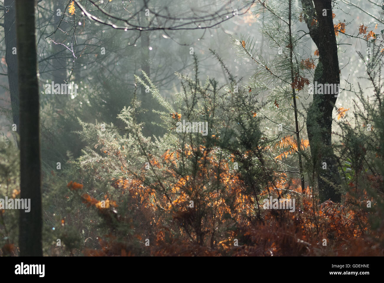Close-up of forest at sunrise, Bordeaux, France Stock Photo - Alamy