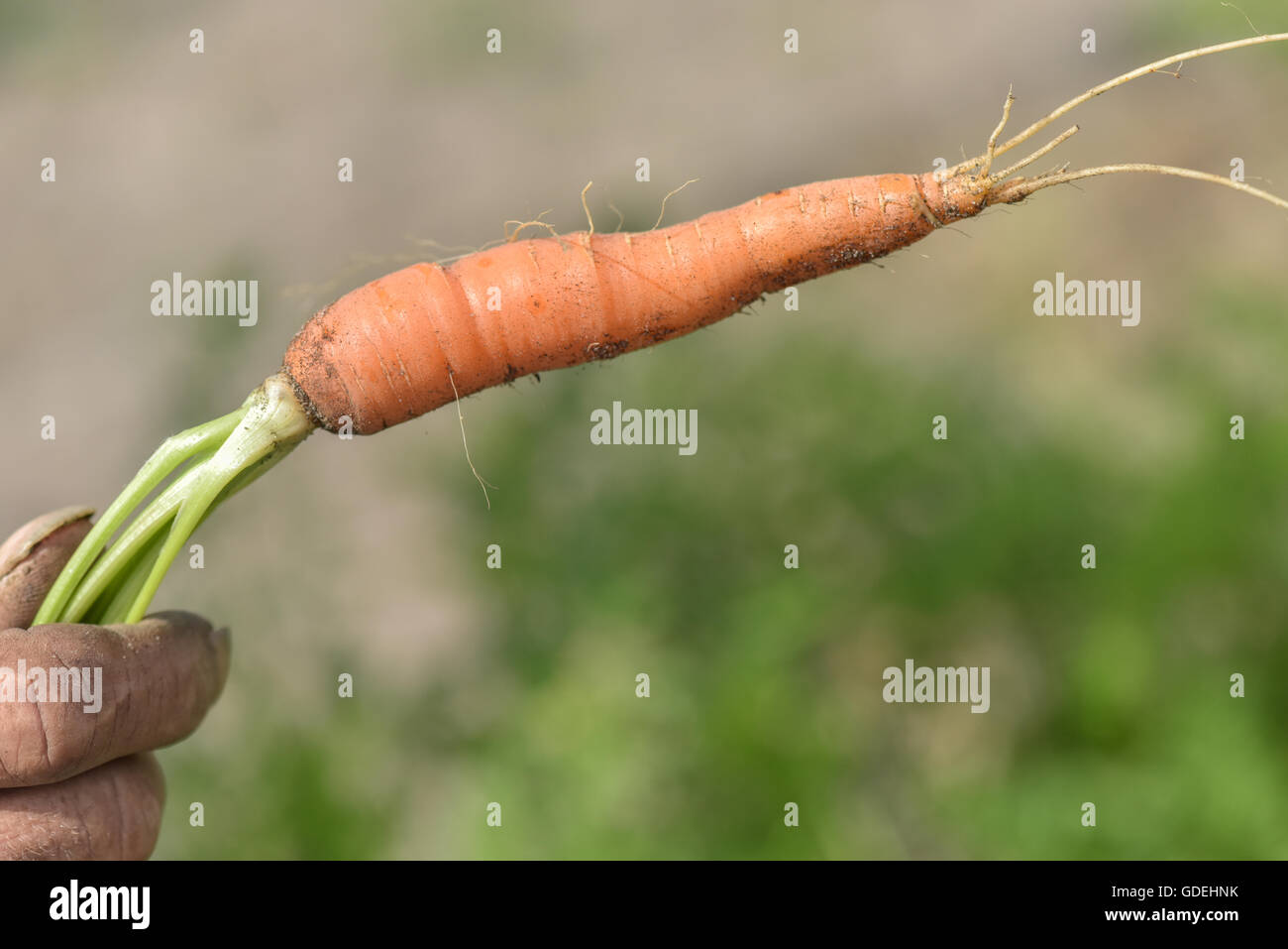 Carrot Root Hairs