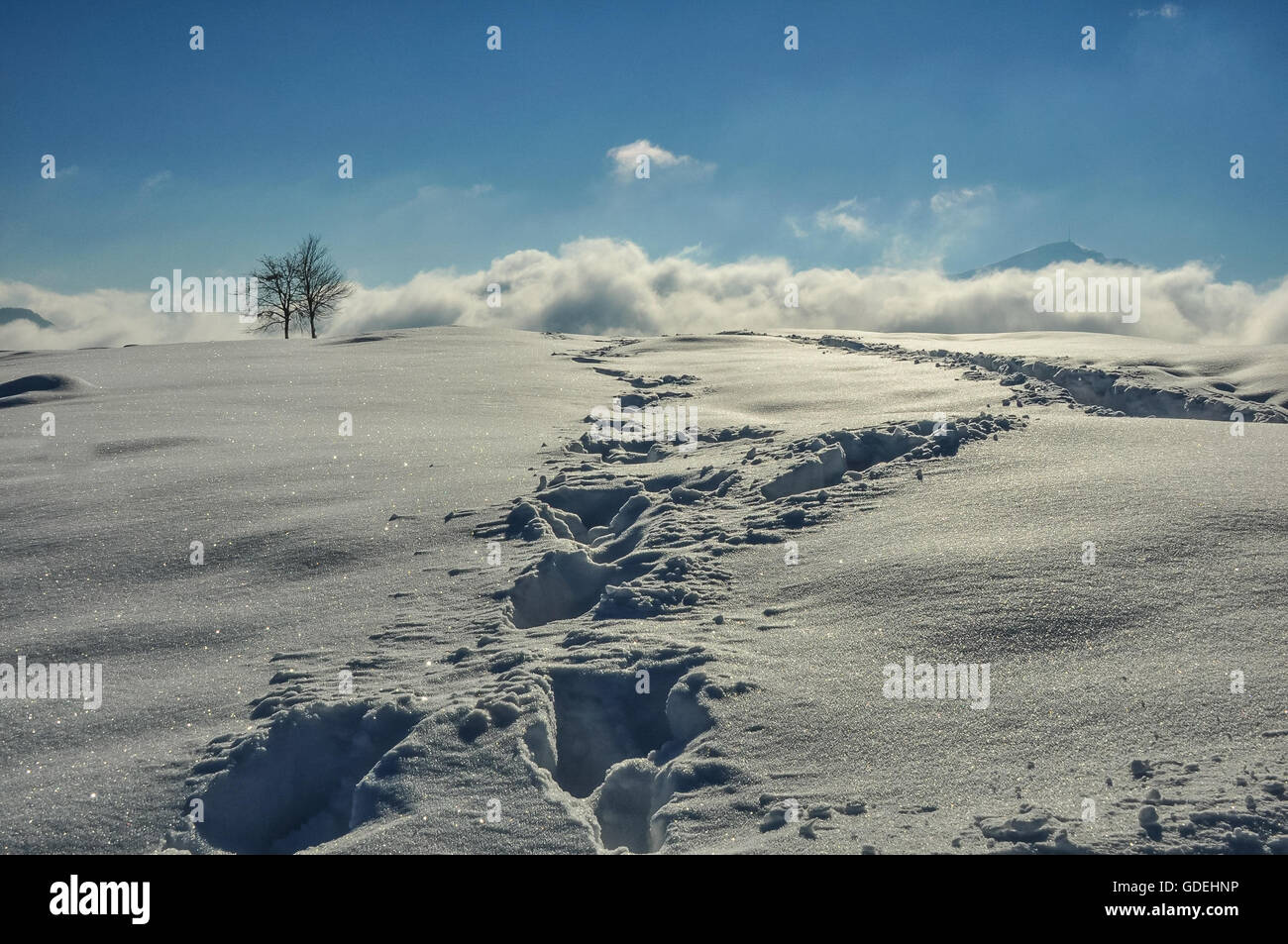 Footprints in snow Stock Photo - Alamy