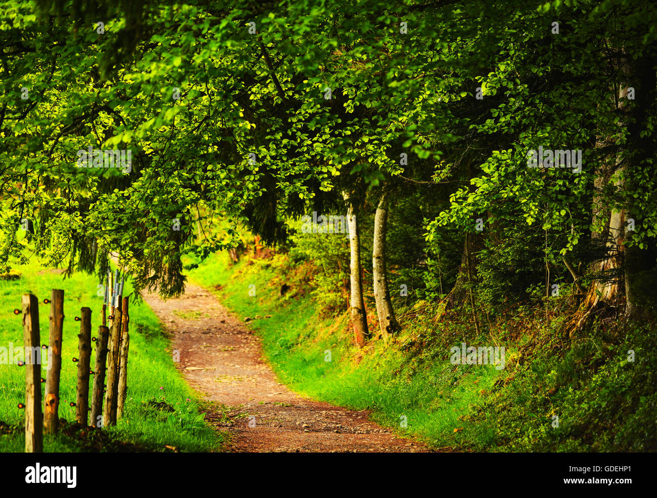 Treelined Footpath through rural landscape Stock Photo - Alamy