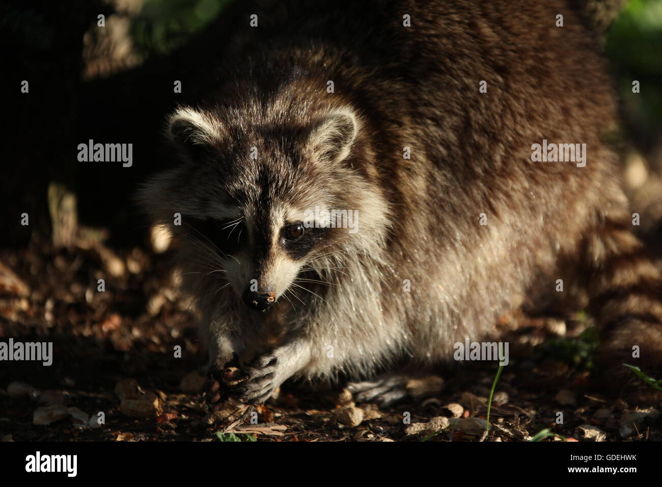 Cute raccoon hi-res stock photography and images - Alamy