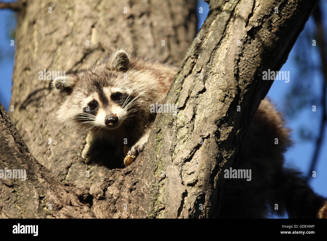 Raccoon in tree hi-res stock photography and images - Alamy