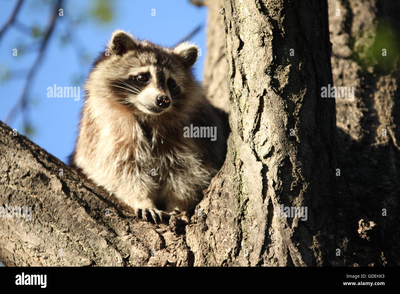 Raccoon in tree hi-res stock photography and images - Alamy