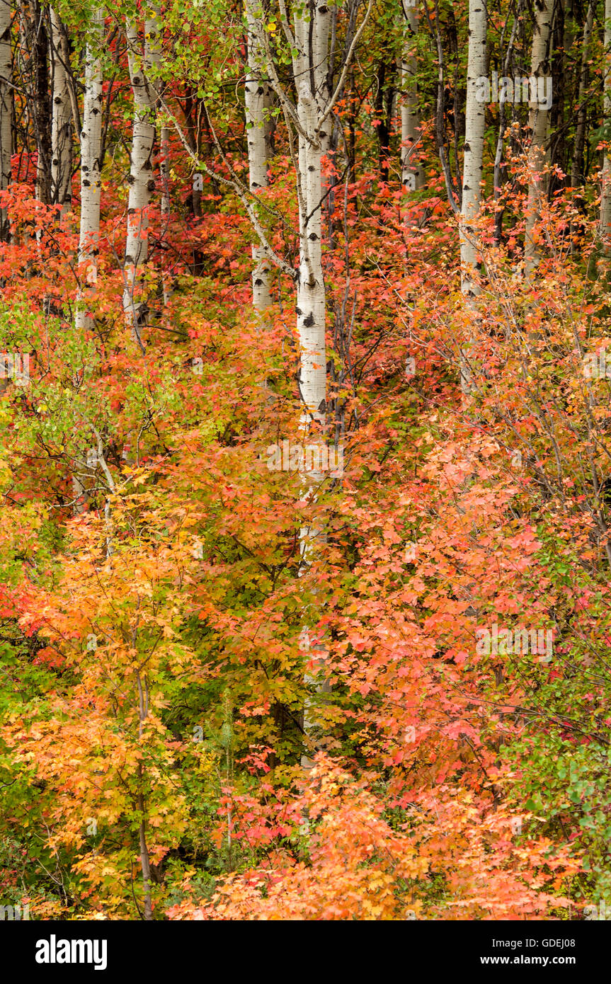 Fall colors of maple and aspen trees in the Wasatch Mountains, Utah ...